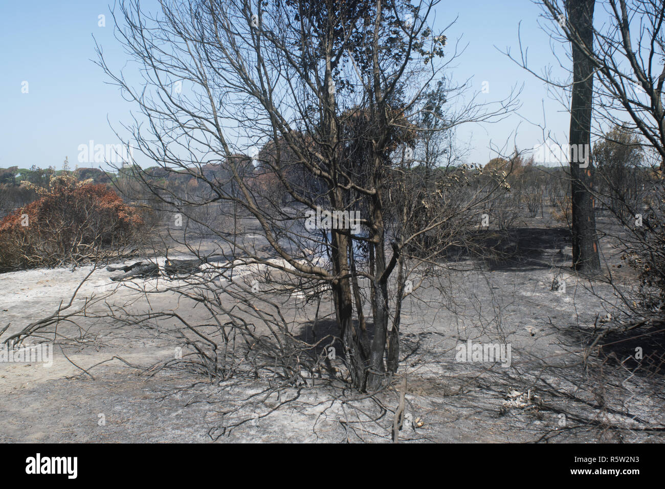 disastrous effects of an arson and of Its dousing in a forest Stock ...