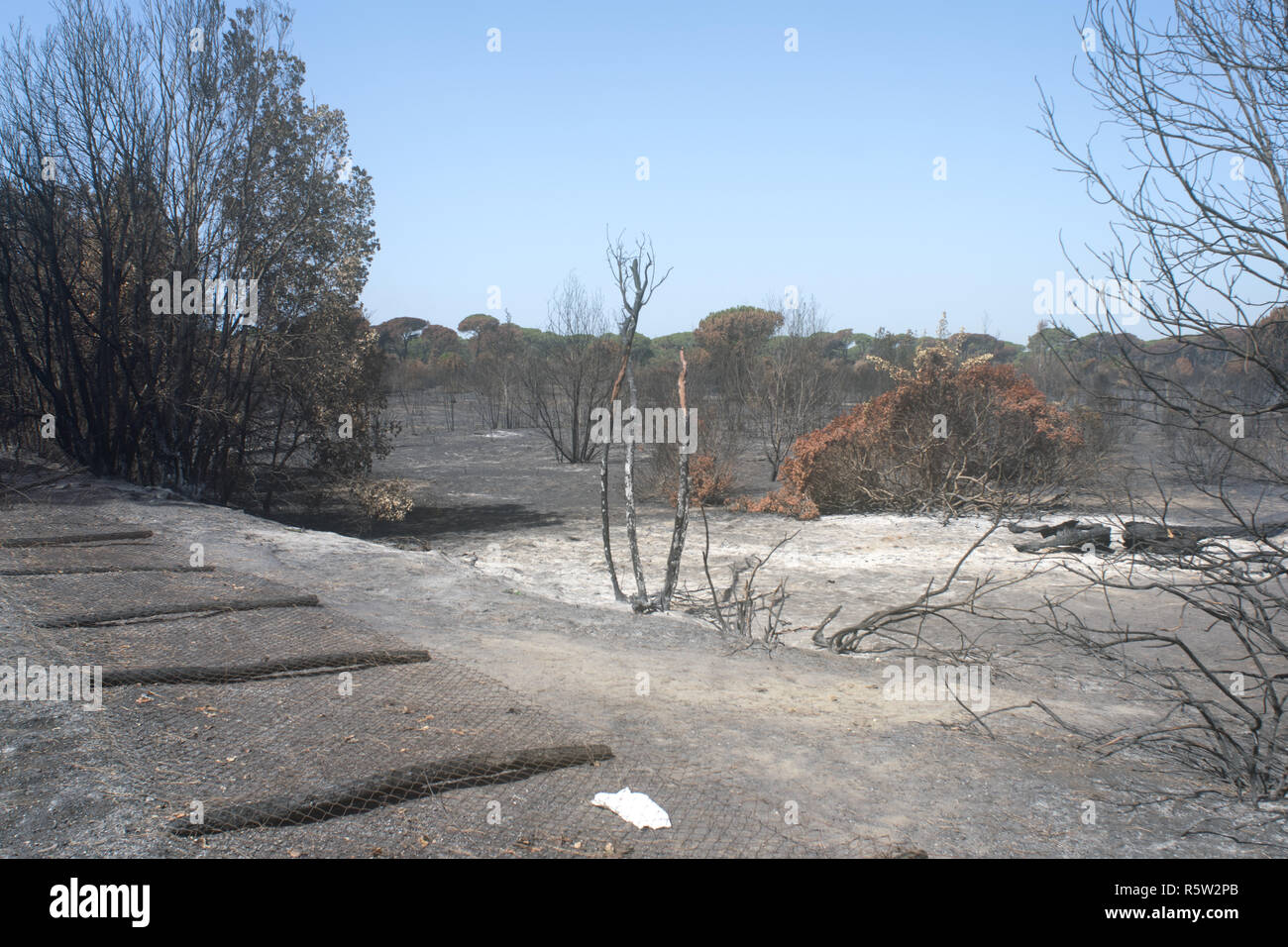 disastrous effects of an arson and of Its dousing in a forest Stock ...