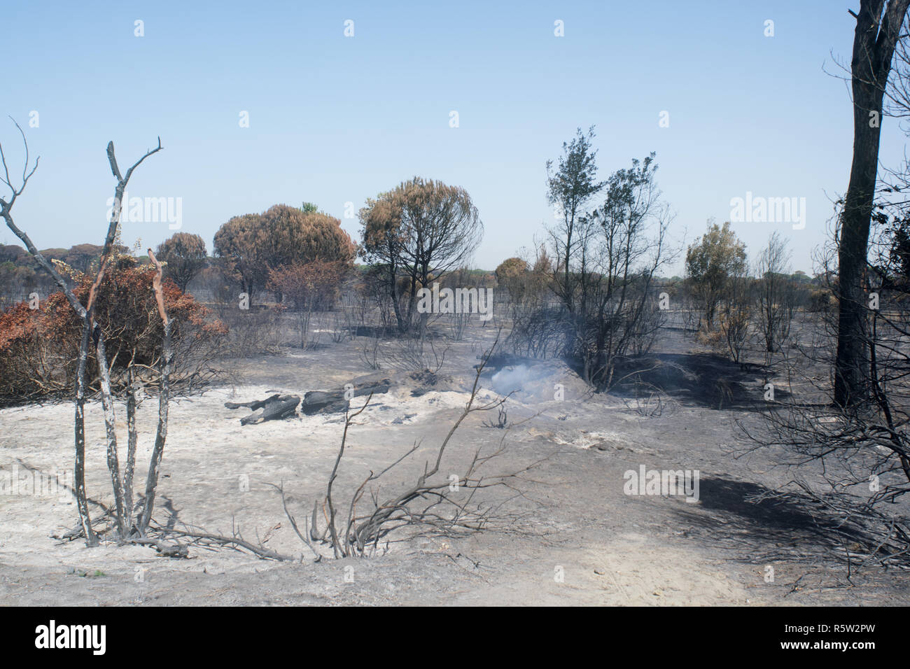 disastrous effects of an arson and of Its dousing in a forest Stock ...