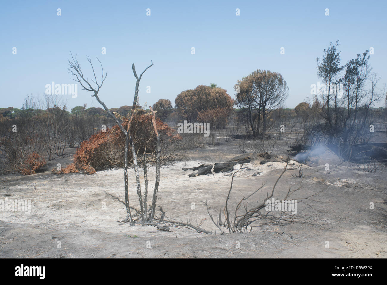 disastrous effects of an arson and of Its dousing in a forest Stock ...