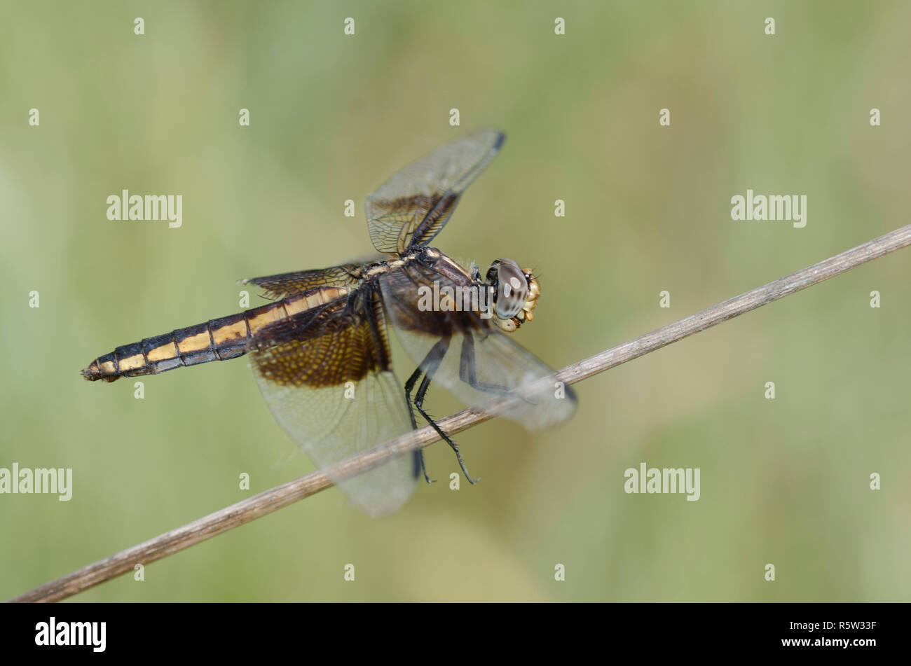 Female widow skimmer hi-res stock photography and images - Alamy