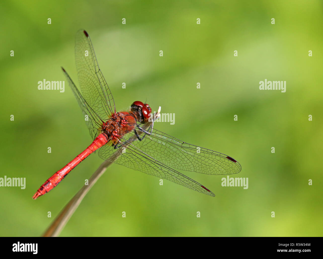 Bloodred hi-res stock photography and images - Alamy