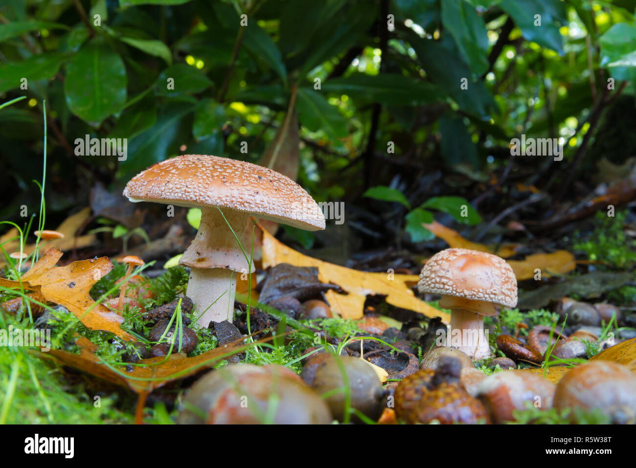 mushrooms in a park Stock Photo - Alamy