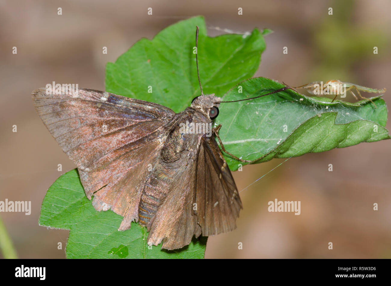 Northern Cloudywing, Cecropterus pylades, male worn and tattered Stock ...