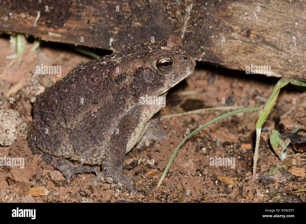 American toad anaxyrus americanus americanus hi-res stock photography ...