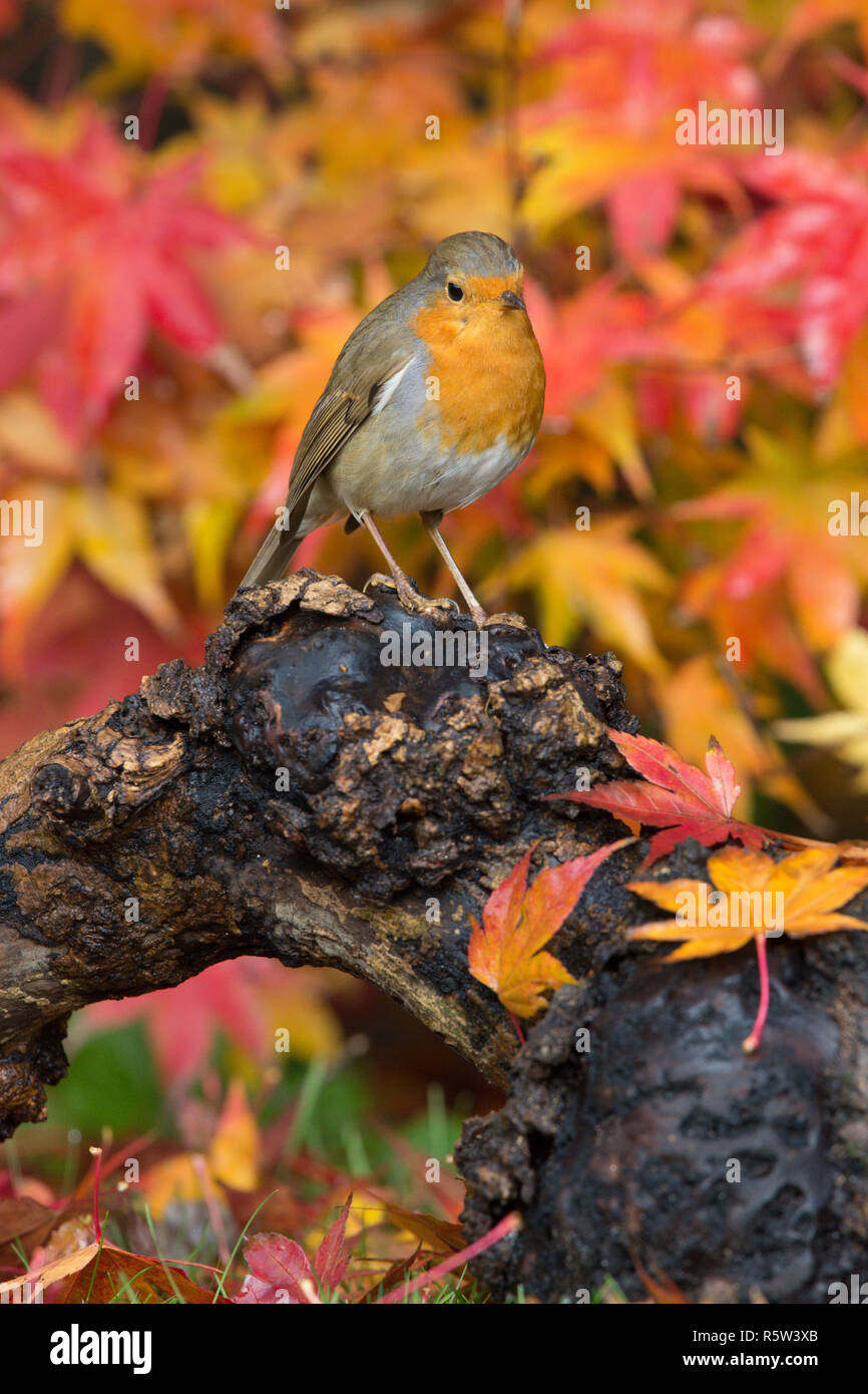 Red robin leaves hi-res stock photography and images - Alamy
