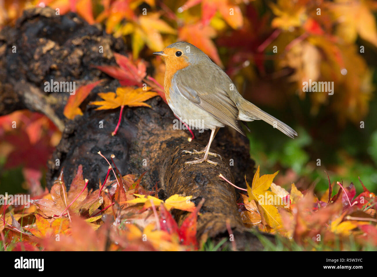 Robin, European Robin, Erithacus rubecula, standing on an old log with ...