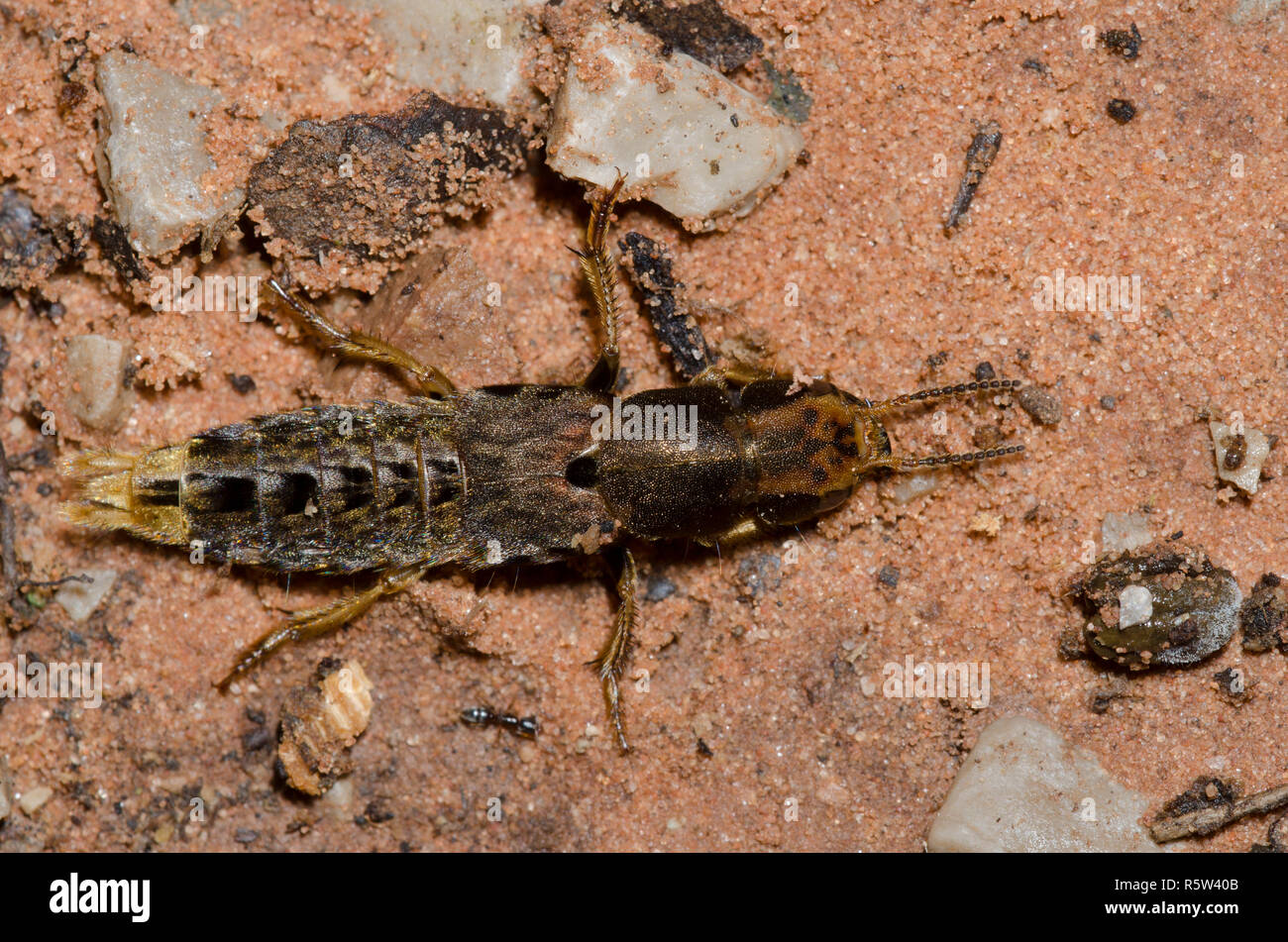 Platydracus maculosus hi-res stock photography and images - Alamy