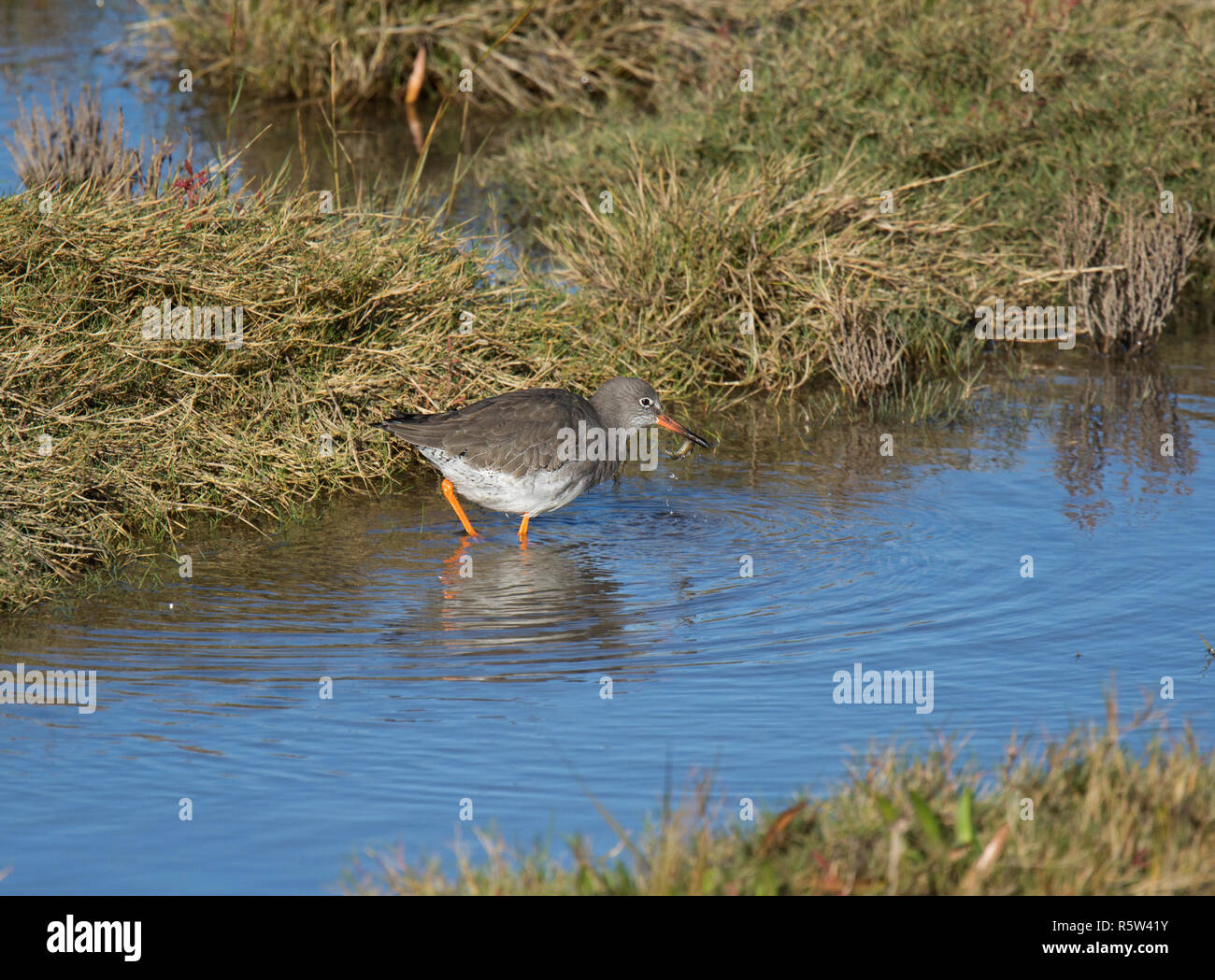 Redshank, Tringa totanus, with crab in wet sand, Morecambe Bay ...