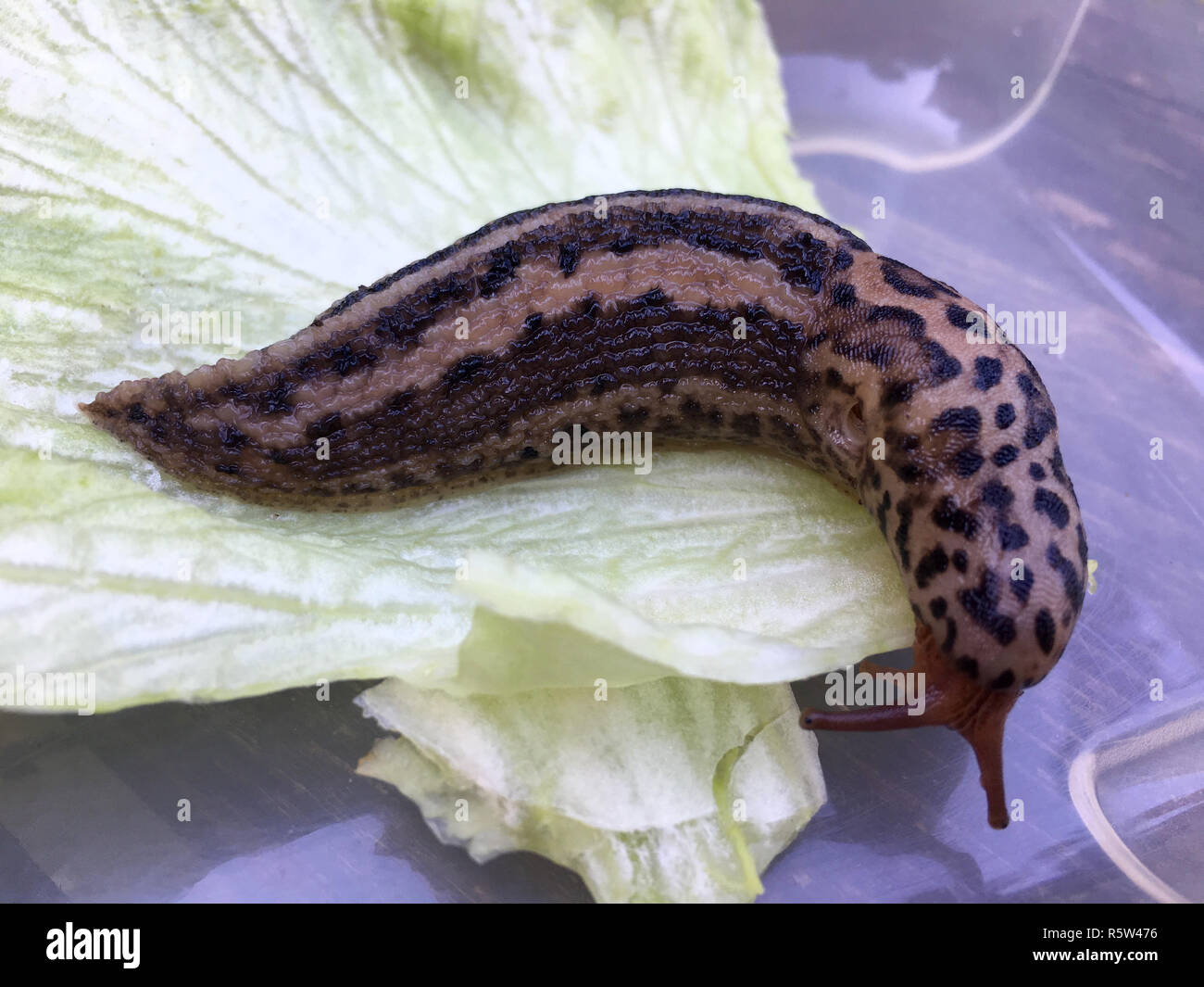 large adult tiger snake (limax maximus Stock Photo - Alamy