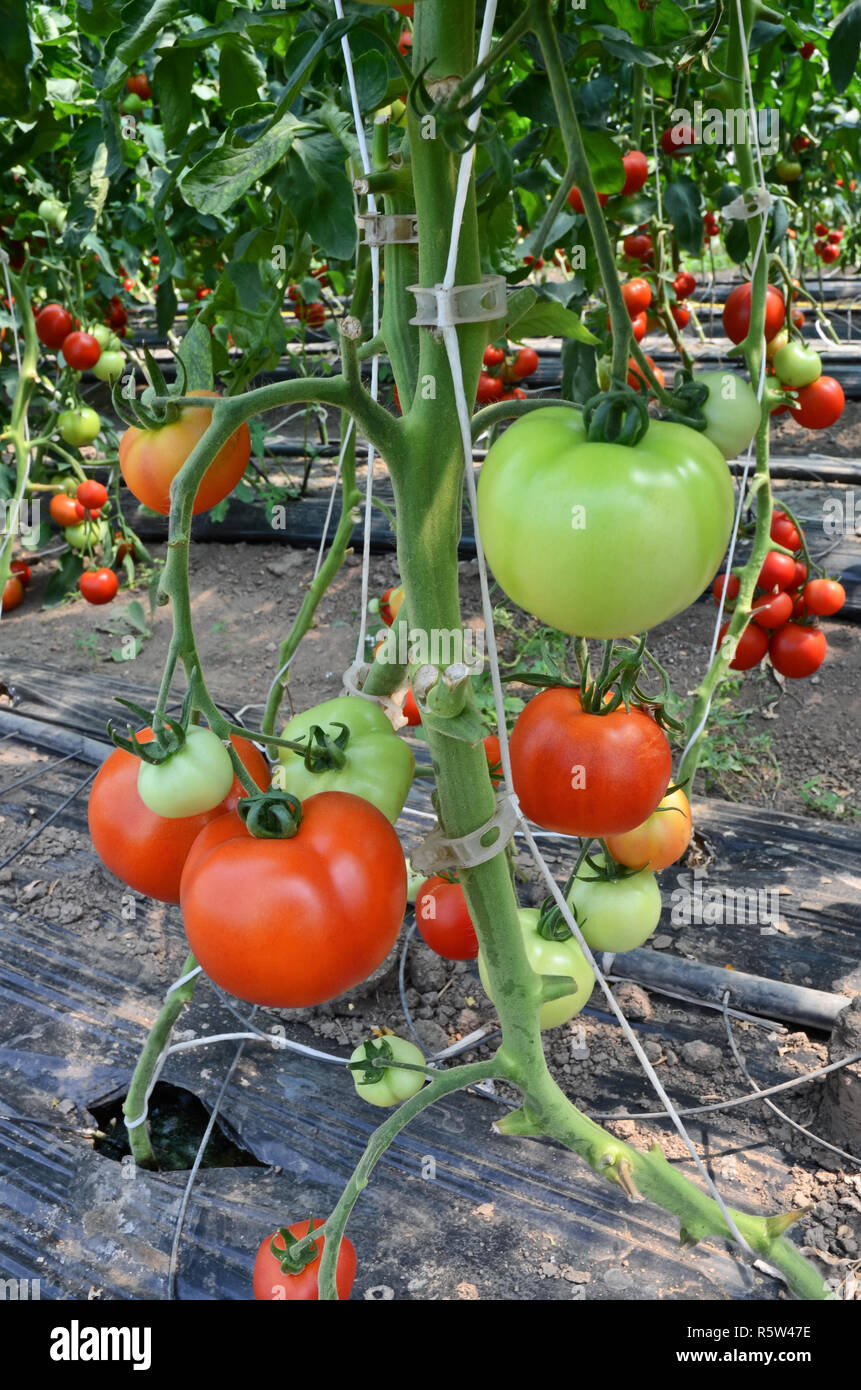 Glasshouse grown tomatoes Stock Photo - Alamy