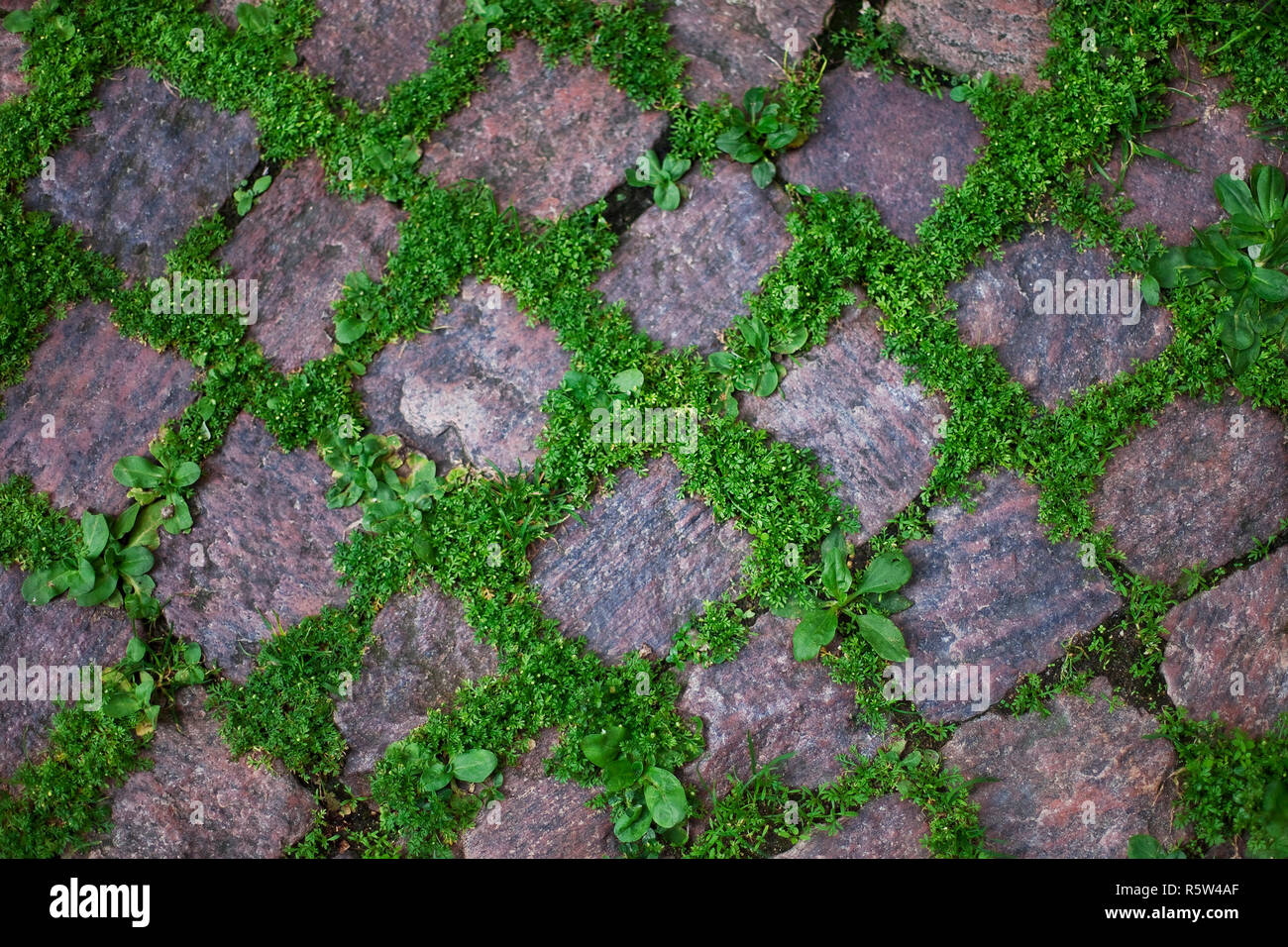 Vegetation between the paving stones Stock Photo - Alamy