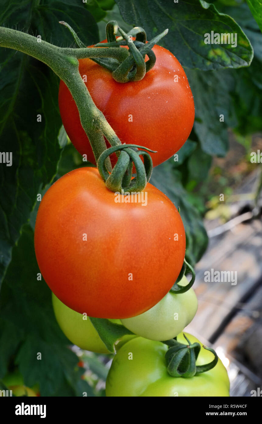 Glasshouse grown tomatoes Stock Photo - Alamy