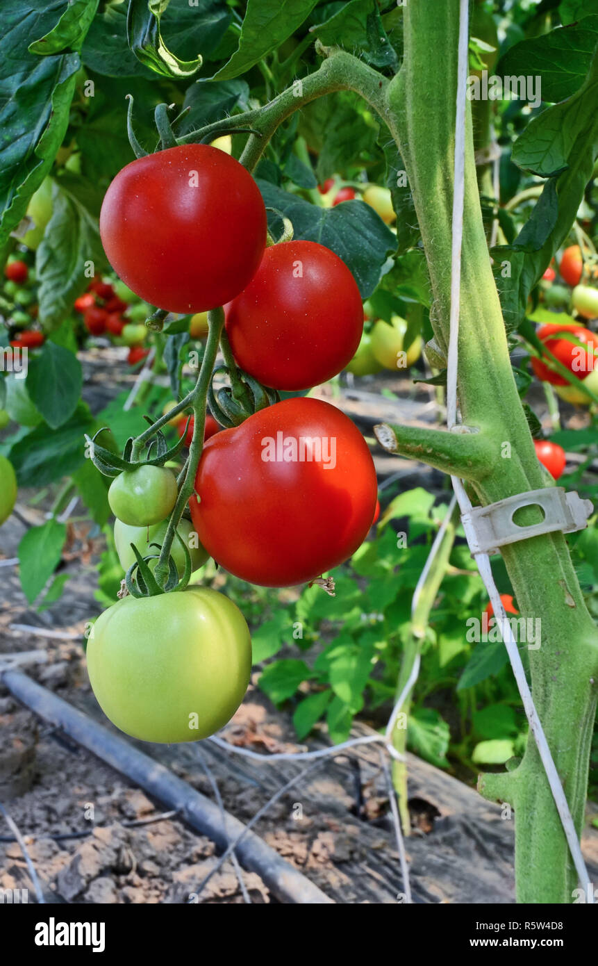 Glasshouse grown tomatoes Stock Photo - Alamy