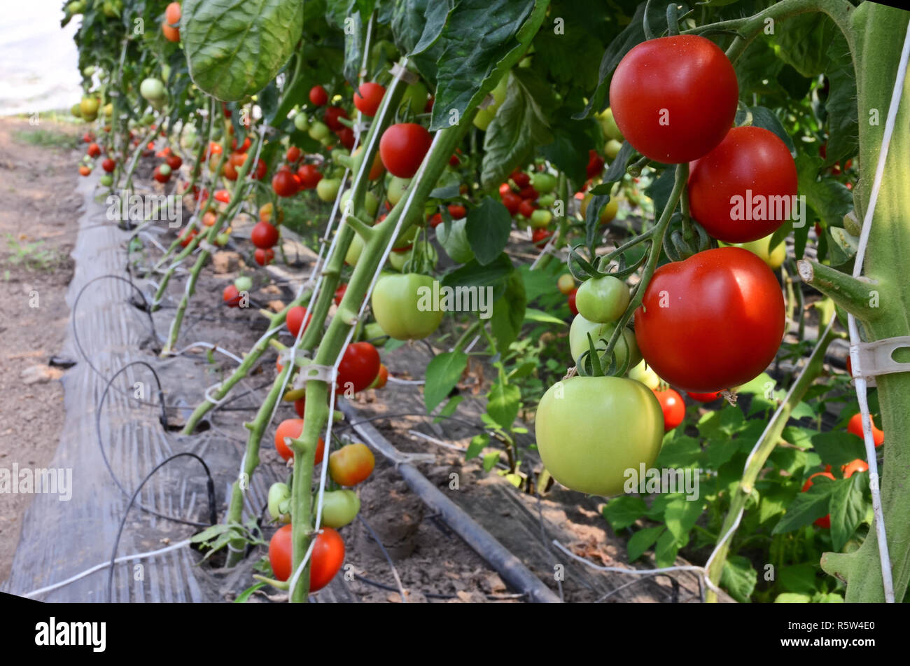 Glasshouse grown tomatoes Stock Photo - Alamy