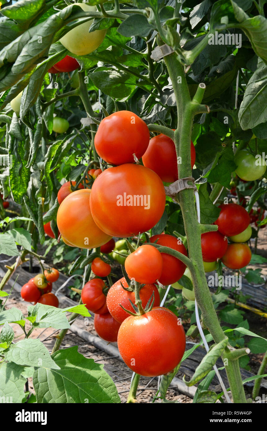 Glasshouse grown tomatoes Stock Photo - Alamy