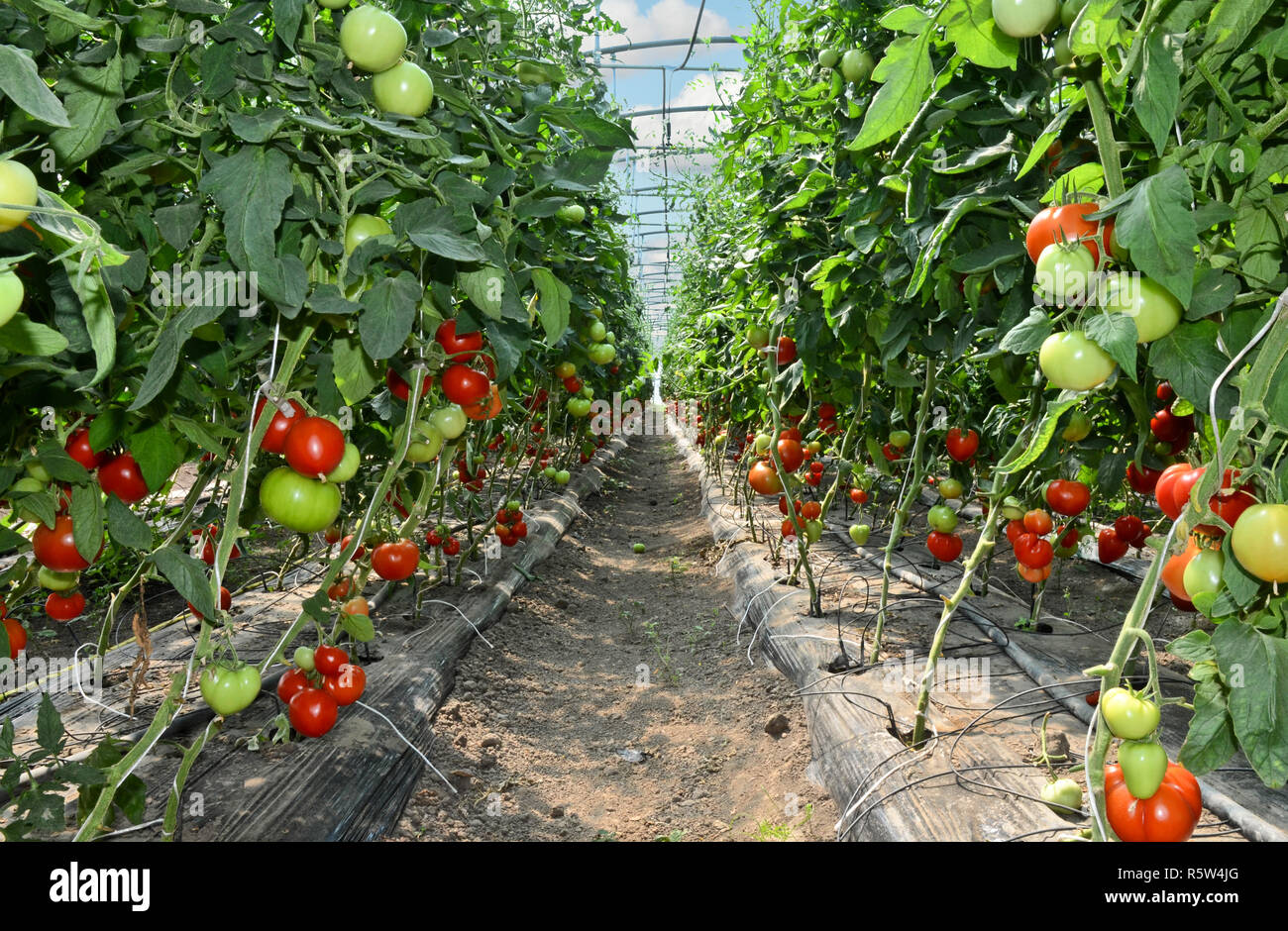 Glasshouse grown tomatoes Stock Photo - Alamy