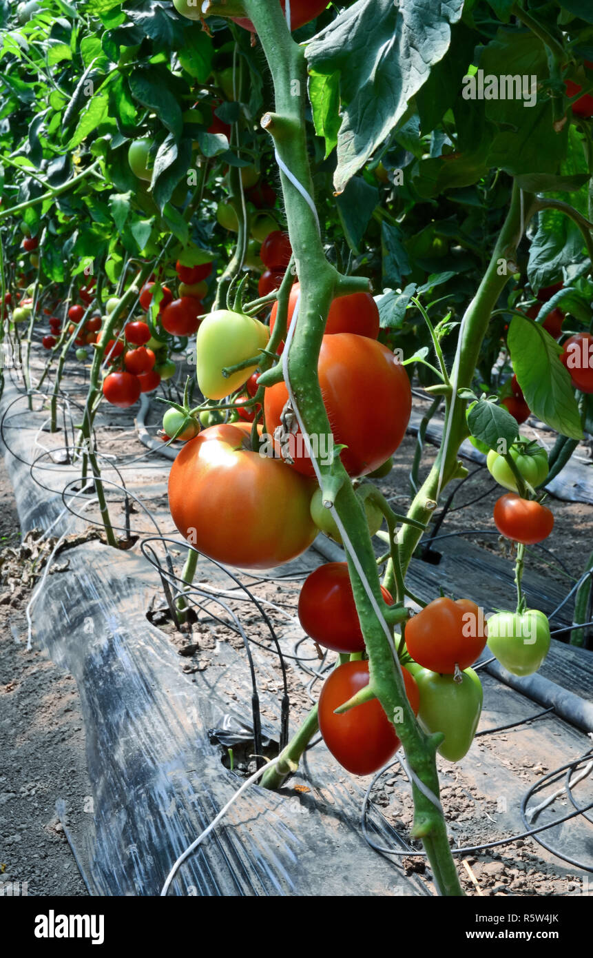 Glasshouse grown tomatoes Stock Photo - Alamy