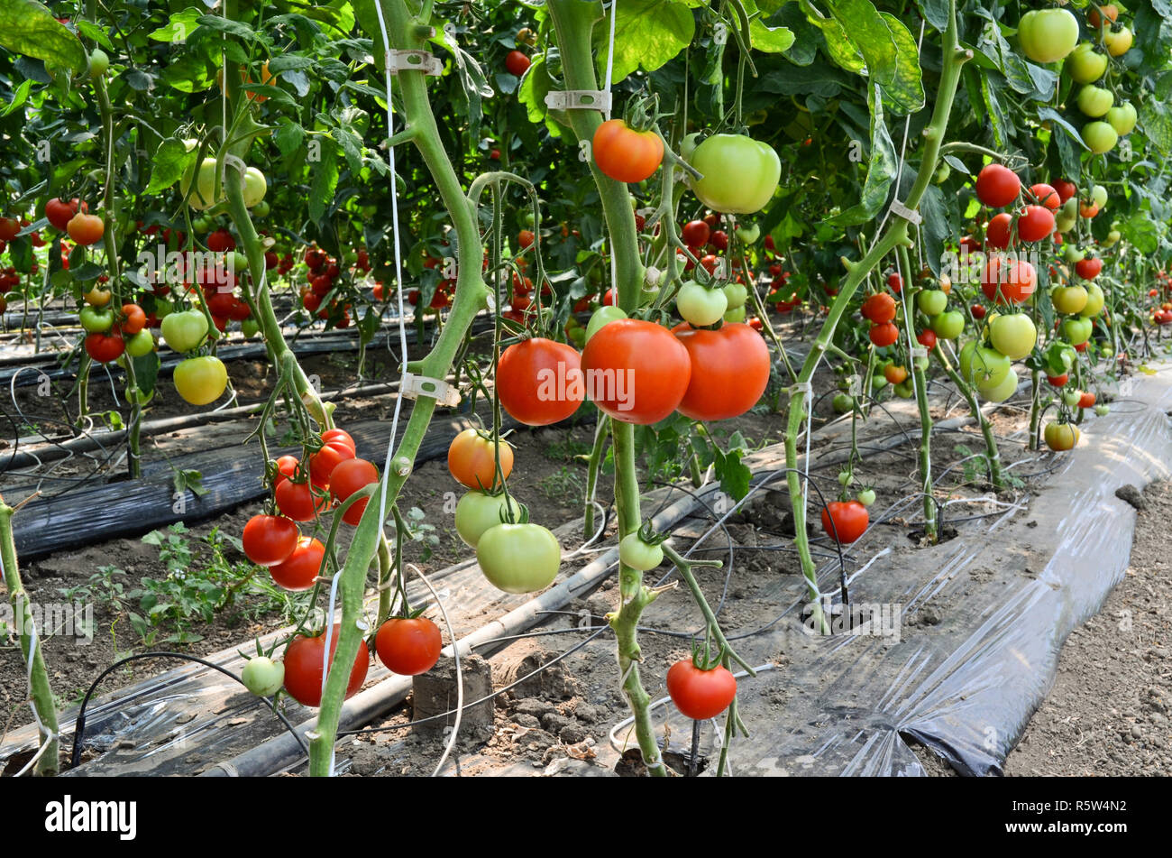 Glasshouse grown tomatoes Stock Photo - Alamy