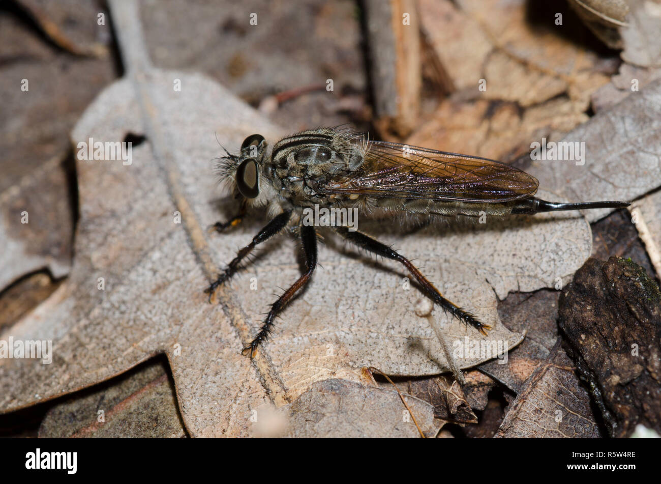 Robber Fly, Efferia aestuans, female Stock Photo - Alamy