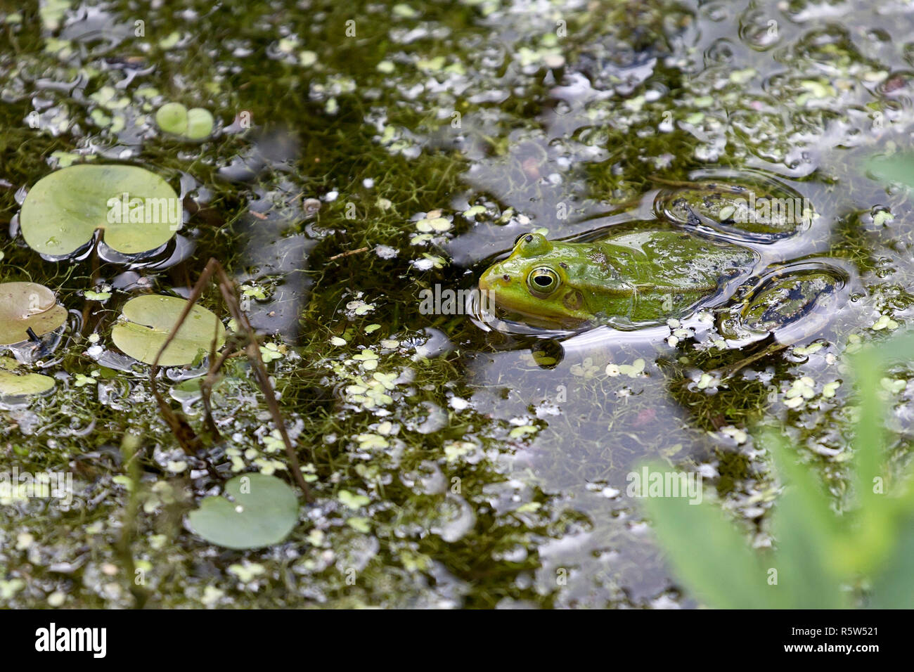 Green frog in the wild Stock Photo - Alamy