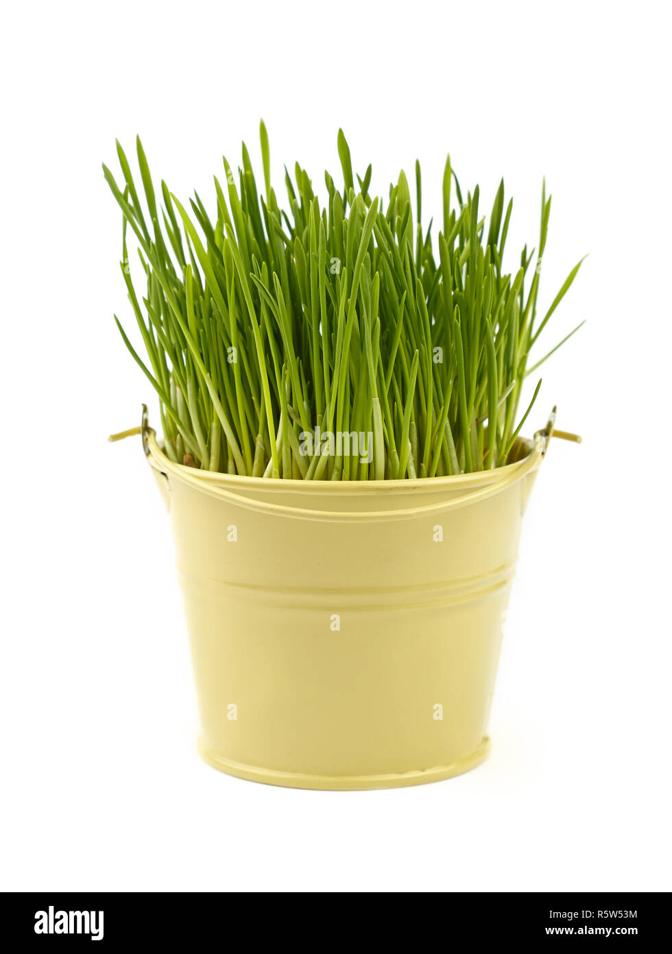 Peeking over grass hi-res stock photography and images - Alamy