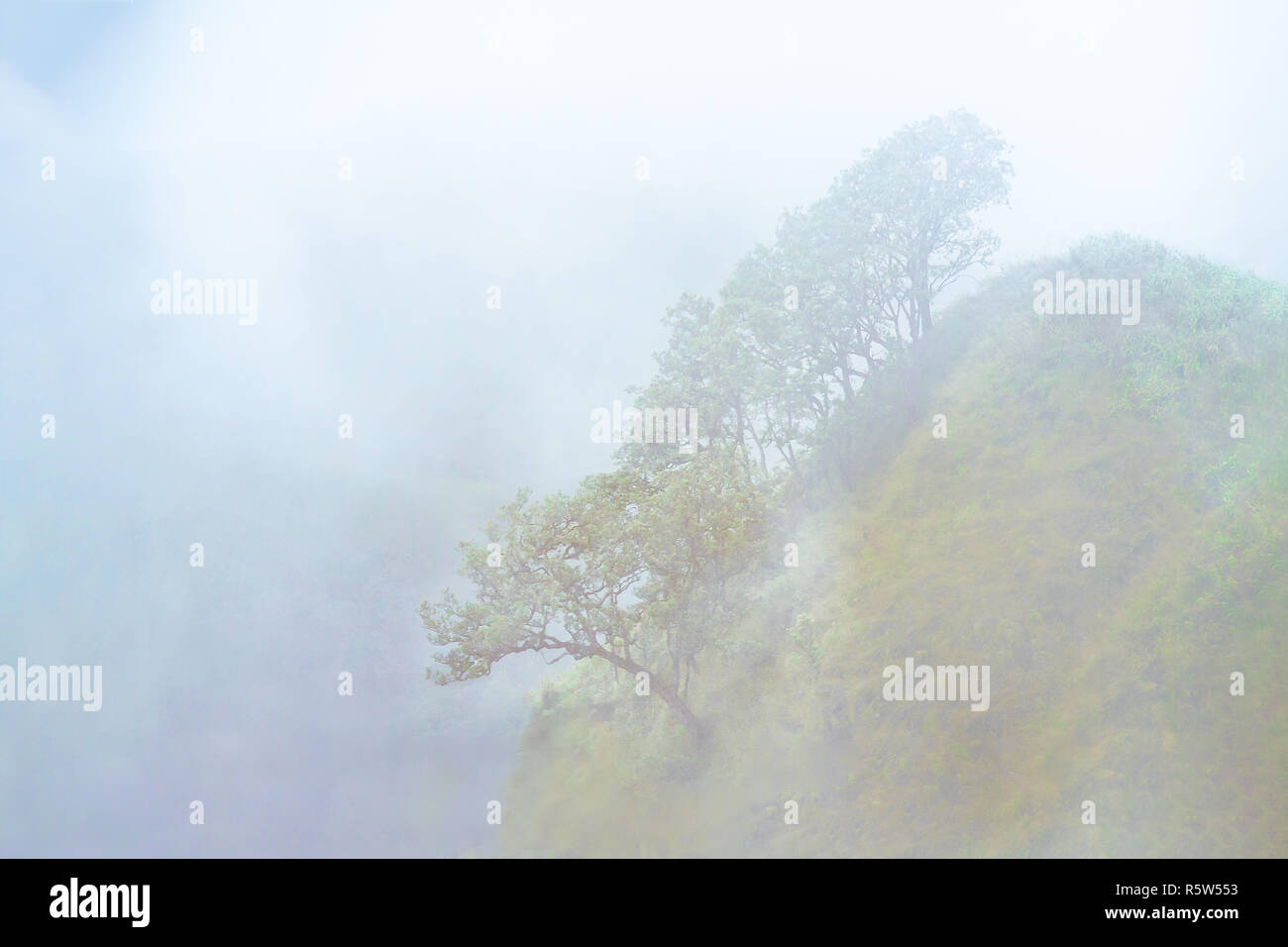 Trees and fog on a mountain summit Stock Photo - Alamy
