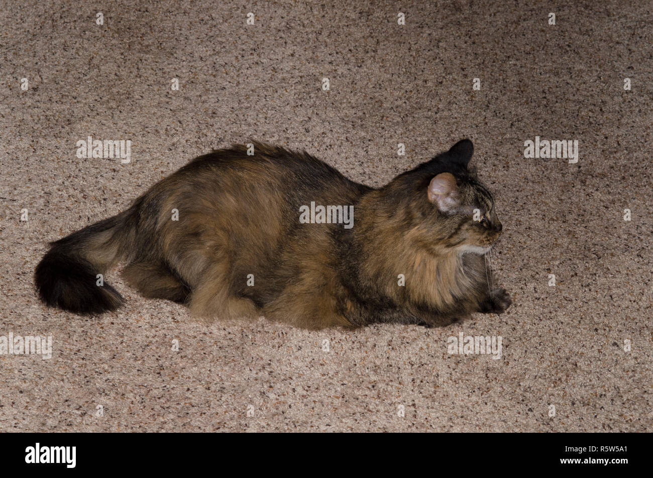 Main coon House Cat, Felis catus Stock Photo - Alamy