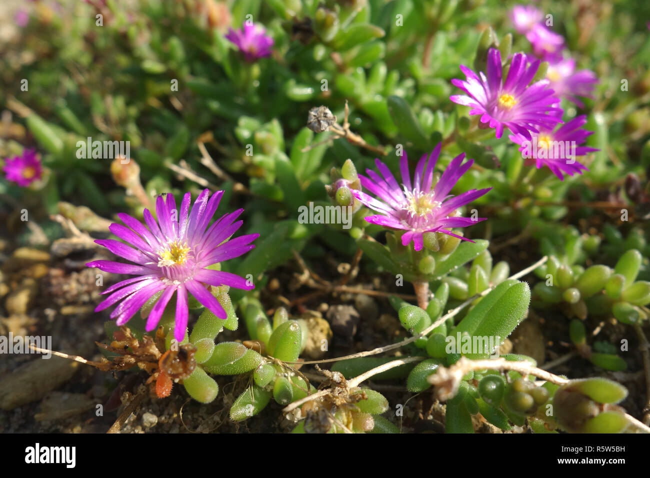 Purple noon hi-res stock photography and images - Alamy