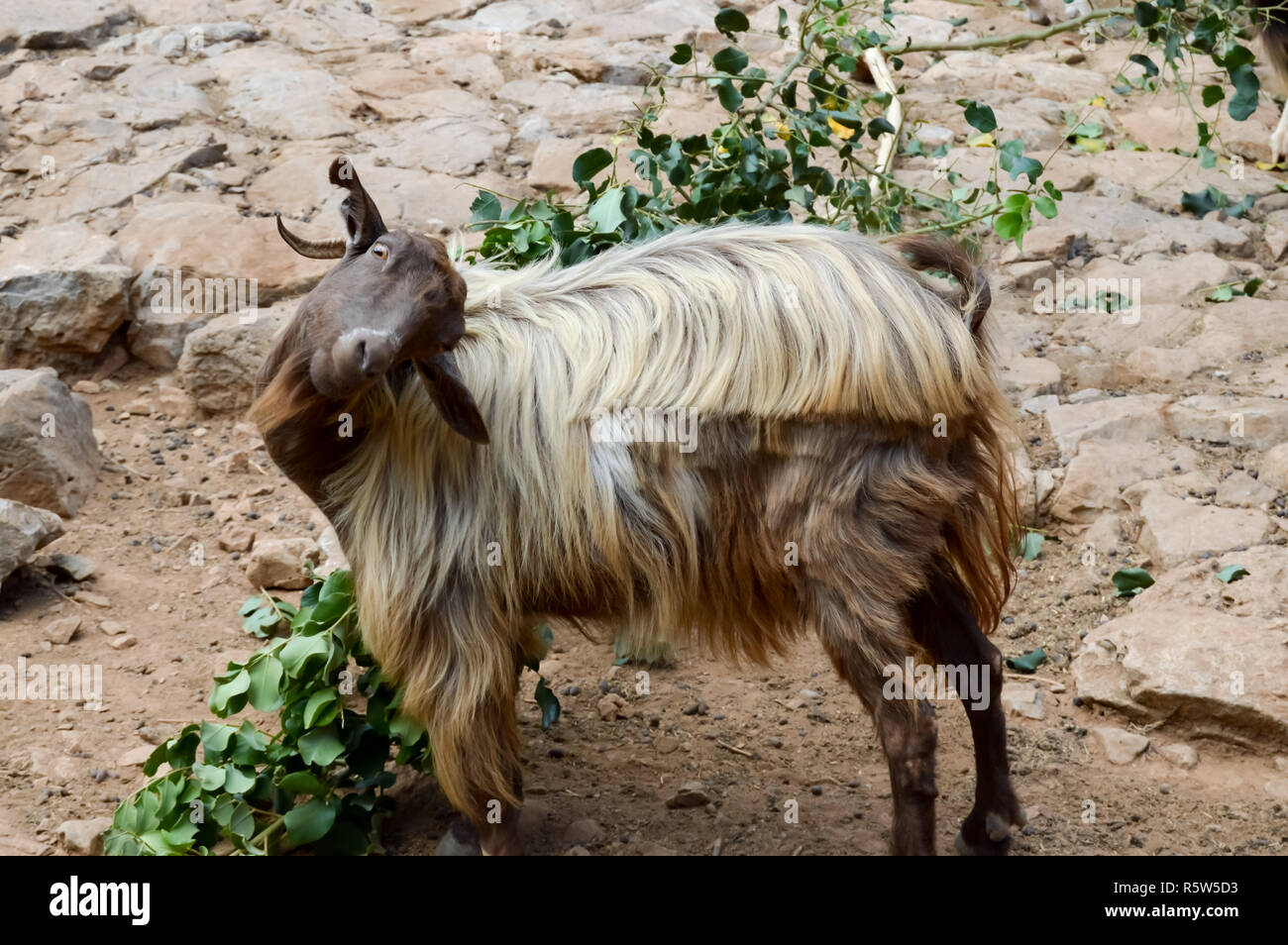 Brown and white goat scratching Stock Photo - Alamy