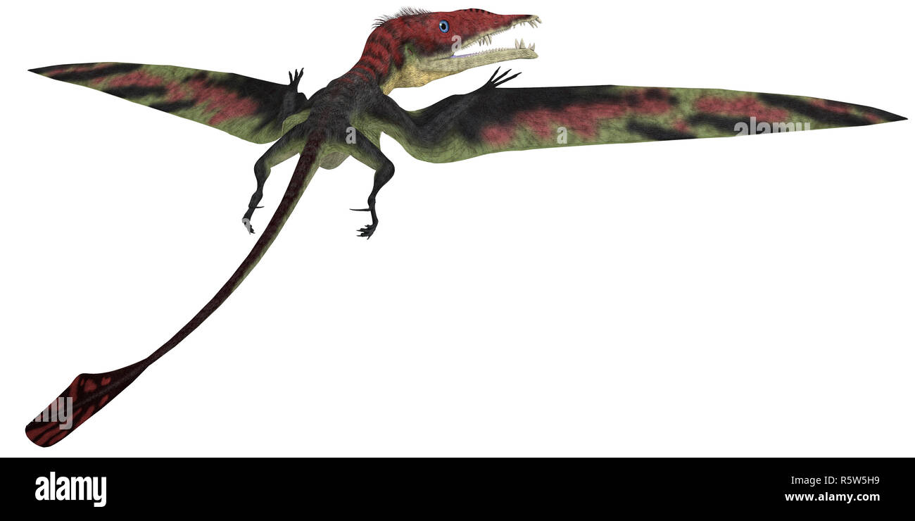 Eudimorphodon hi-res stock photography and images - Alamy