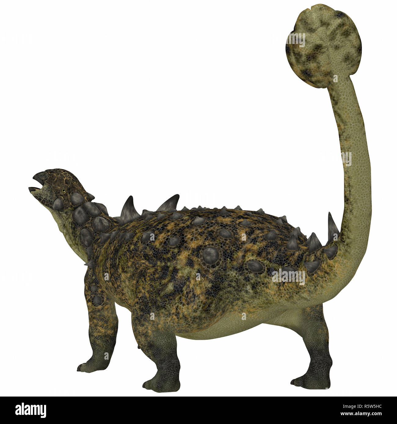 Euoplocephalus Dinosaur Tail Stock Photo - Alamy