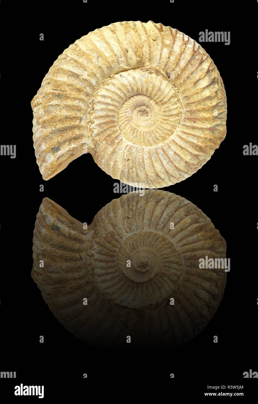 Ammonit fossil hi-res stock photography and images - Alamy