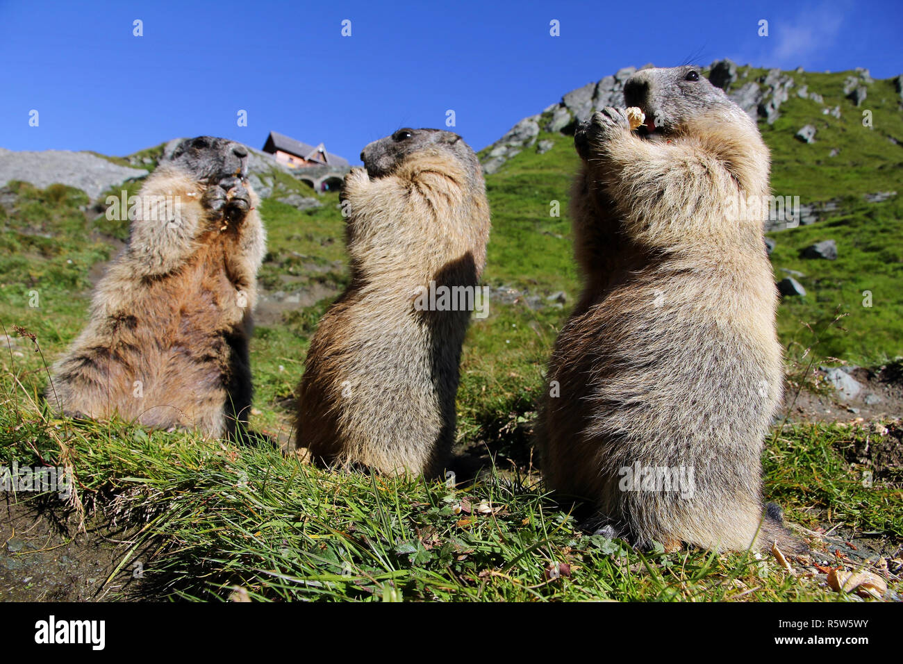three upright groundhogs in the mountains eat with their paws Stock ...