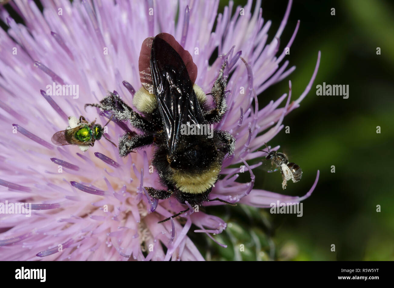 Two bumble bees hi-res stock photography and images - Alamy
