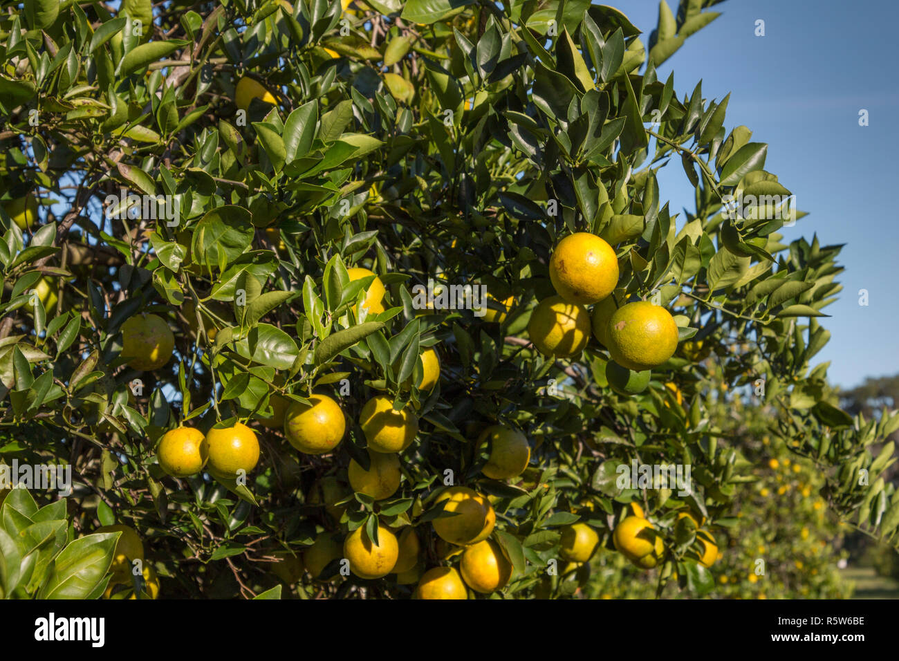 Orange grove in Florida Stock Photo - Alamy