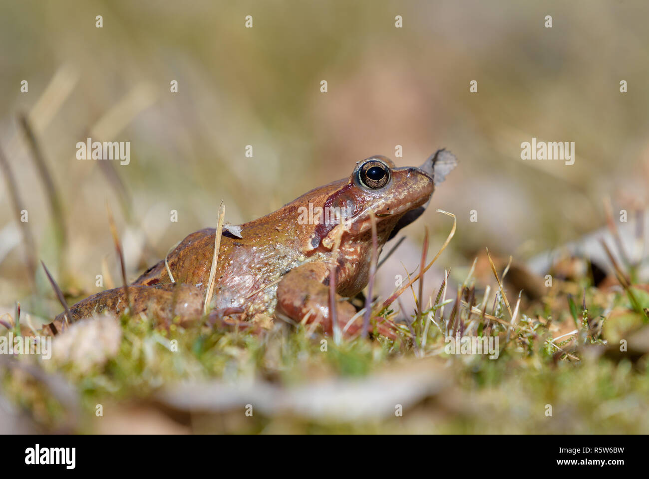 Frog jumping in grass hi-res stock photography and images - Alamy