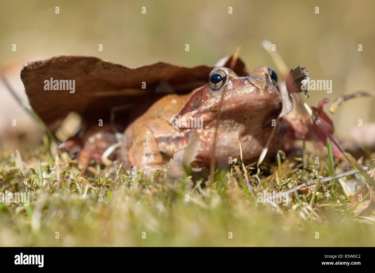 Frog jumping in grass hi-res stock photography and images - Alamy
