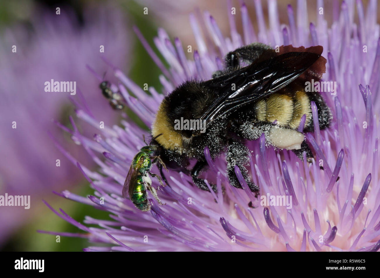 Halictidae hi-res stock photography and images - Alamy