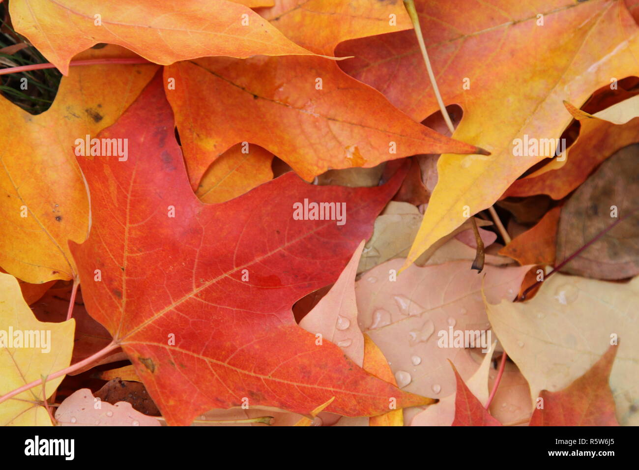 Background of colorful fall leaves on forest floor Stock Photo - Alamy