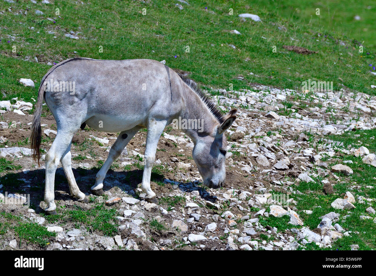 Hausesel hi-res stock photography and images - Alamy