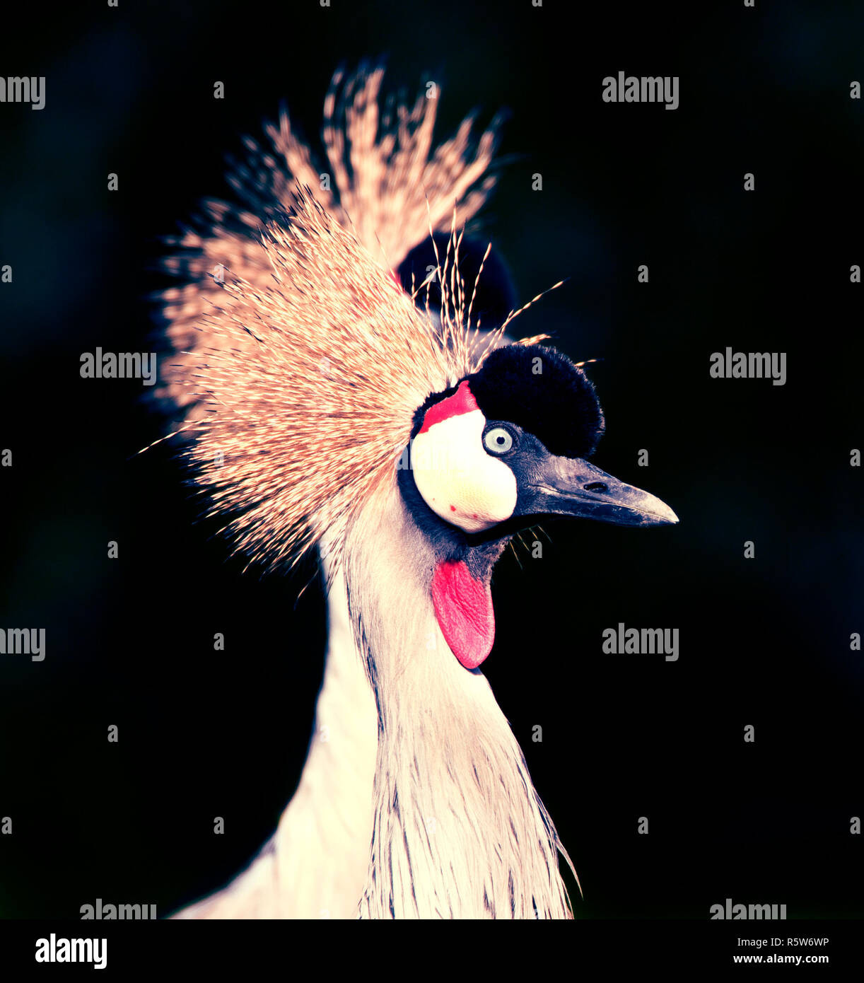 crane head dark background Stock Photo - Alamy