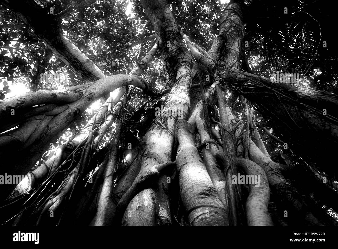 a tall tall tree with many aerial roots in black and white Stock Photo ...