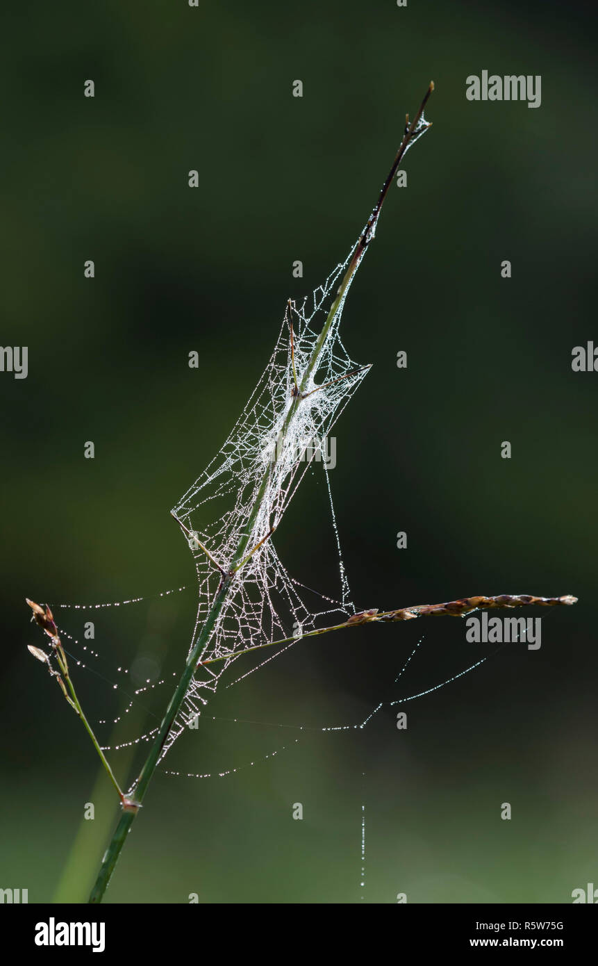 Mesh Web, Family Dictynidae, with dew Stock Photo - Alamy