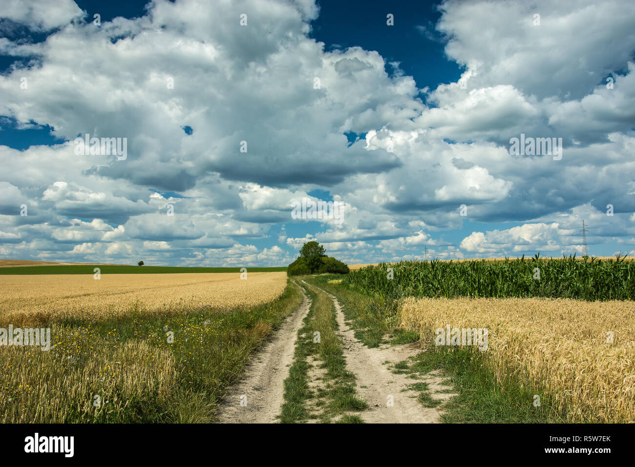 Country road with cornfield hi-res stock photography and images - Alamy