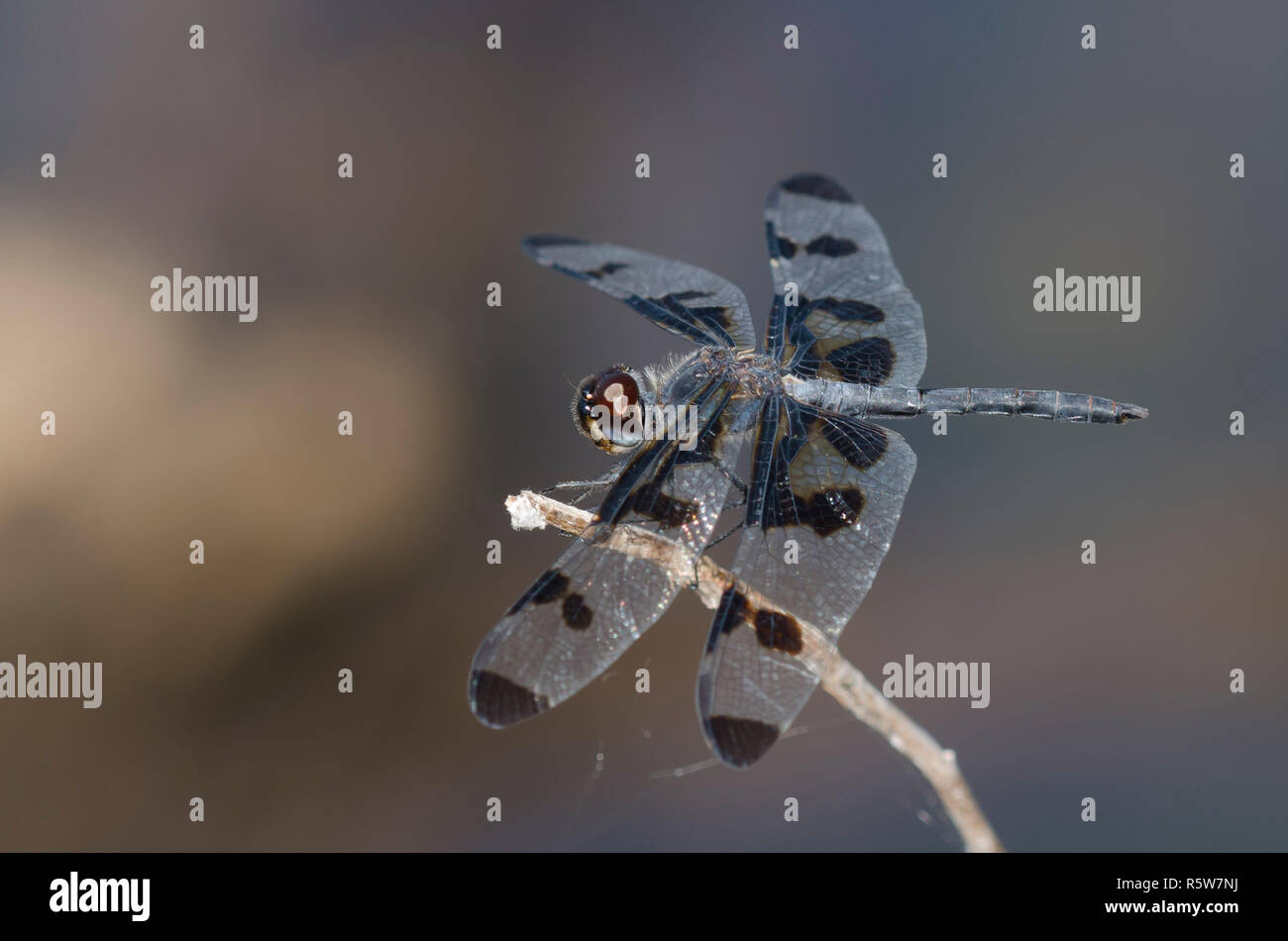 Banded Pennant, Celithemis fasciata, male Stock Photo - Alamy