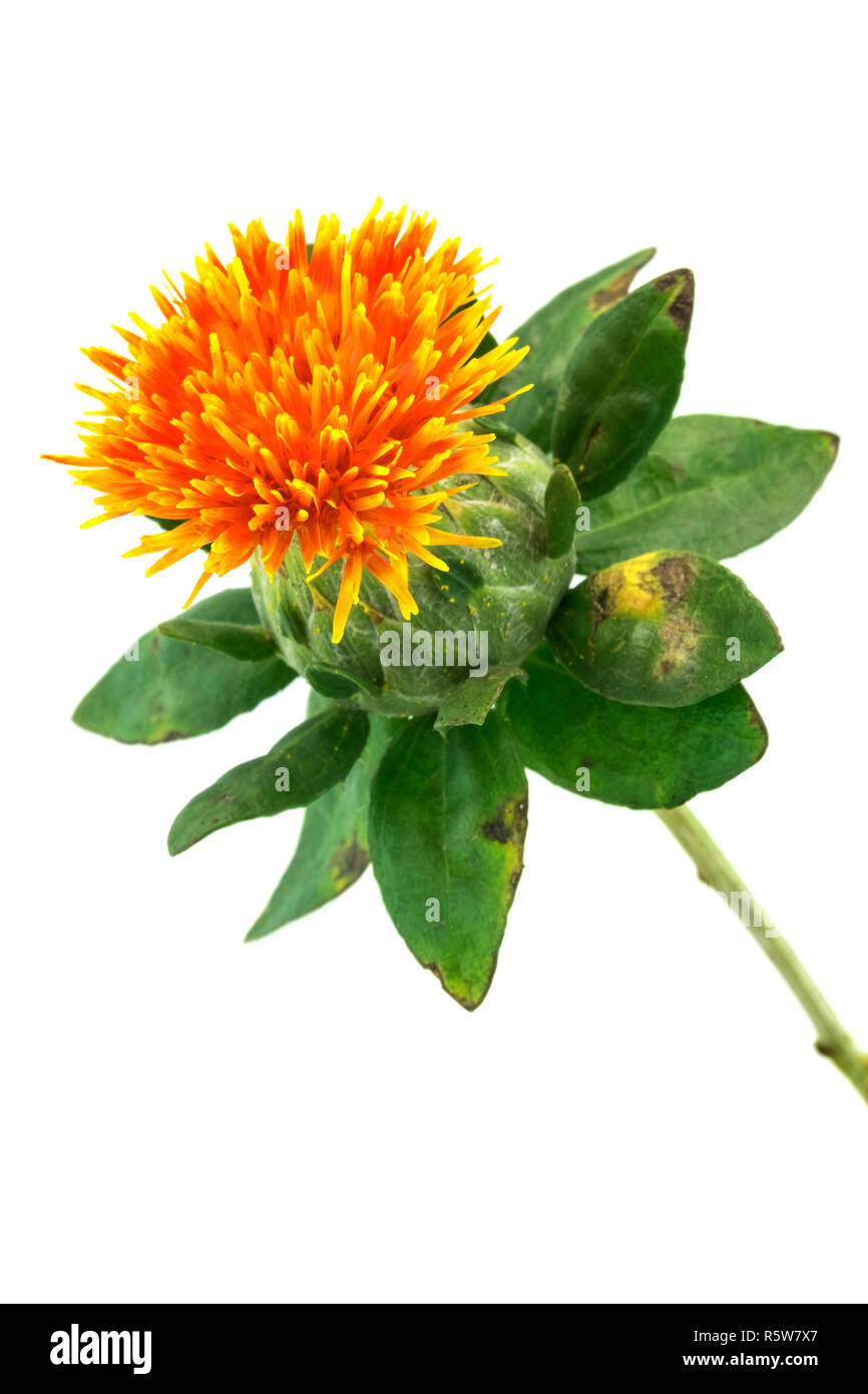 Saflor hi-res stock photography and images - Alamy