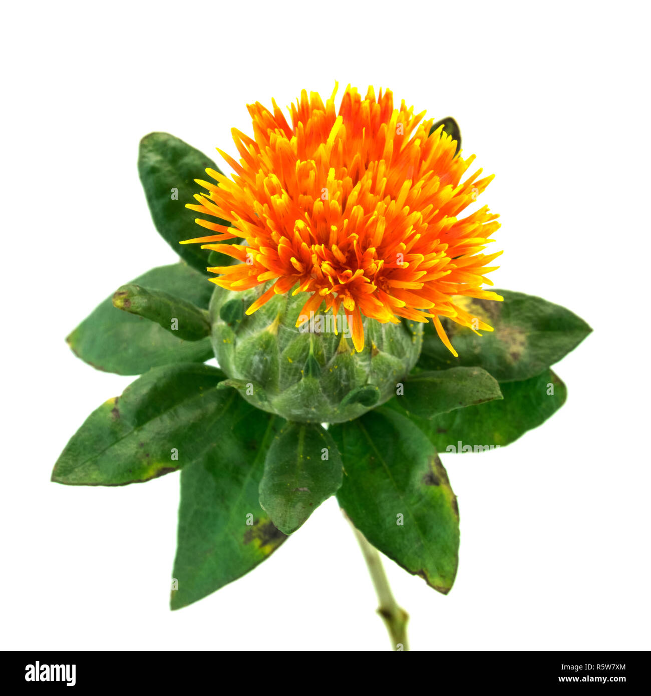 Saflor hi-res stock photography and images - Alamy