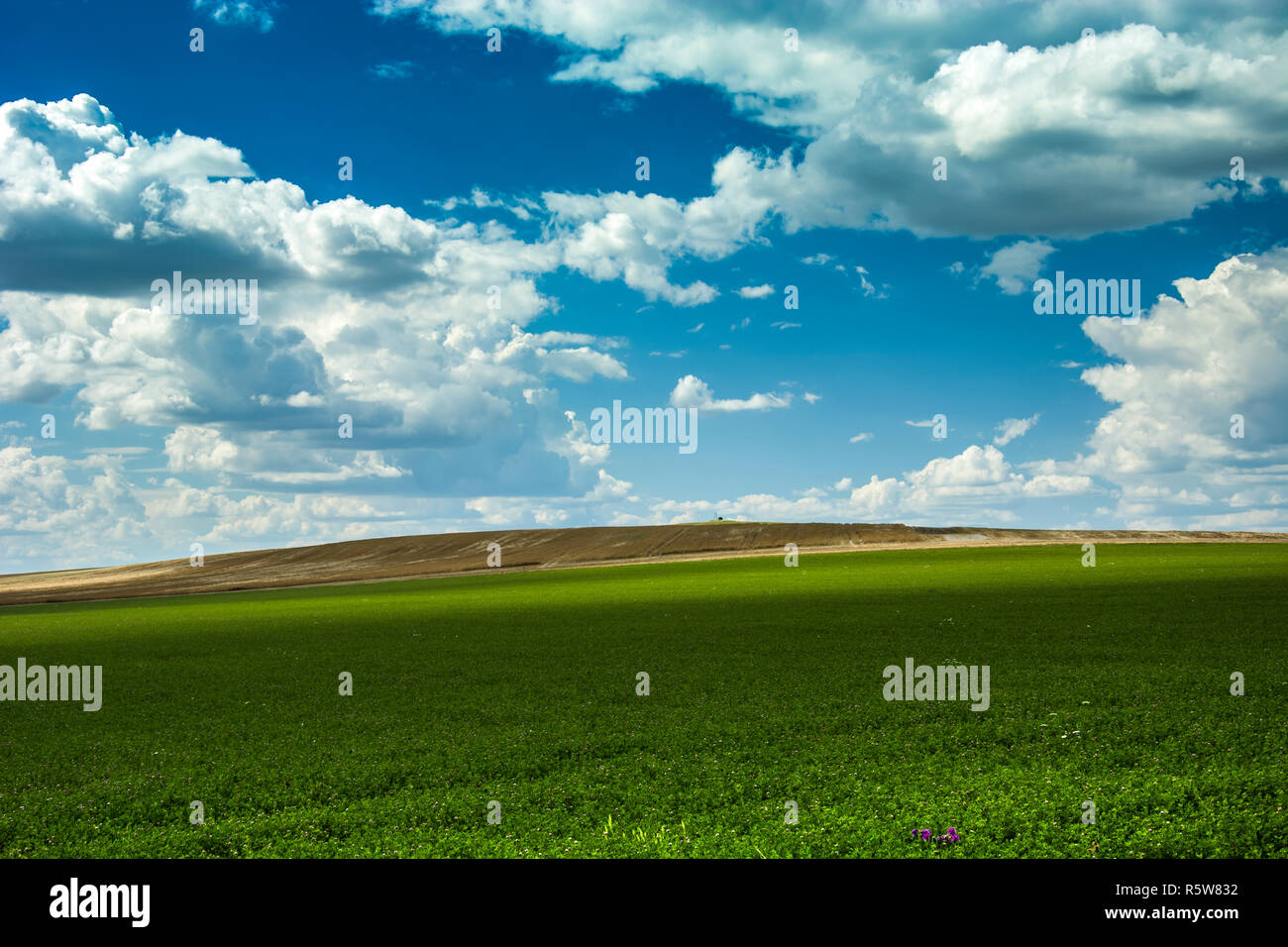 Big green field, horizon and white clouds on blue sky Stock Photo - Alamy