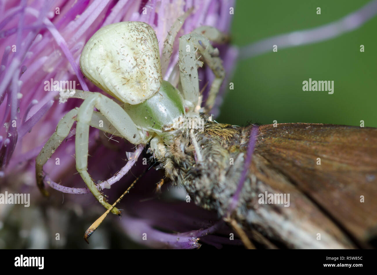 White Banded Crab Spider
